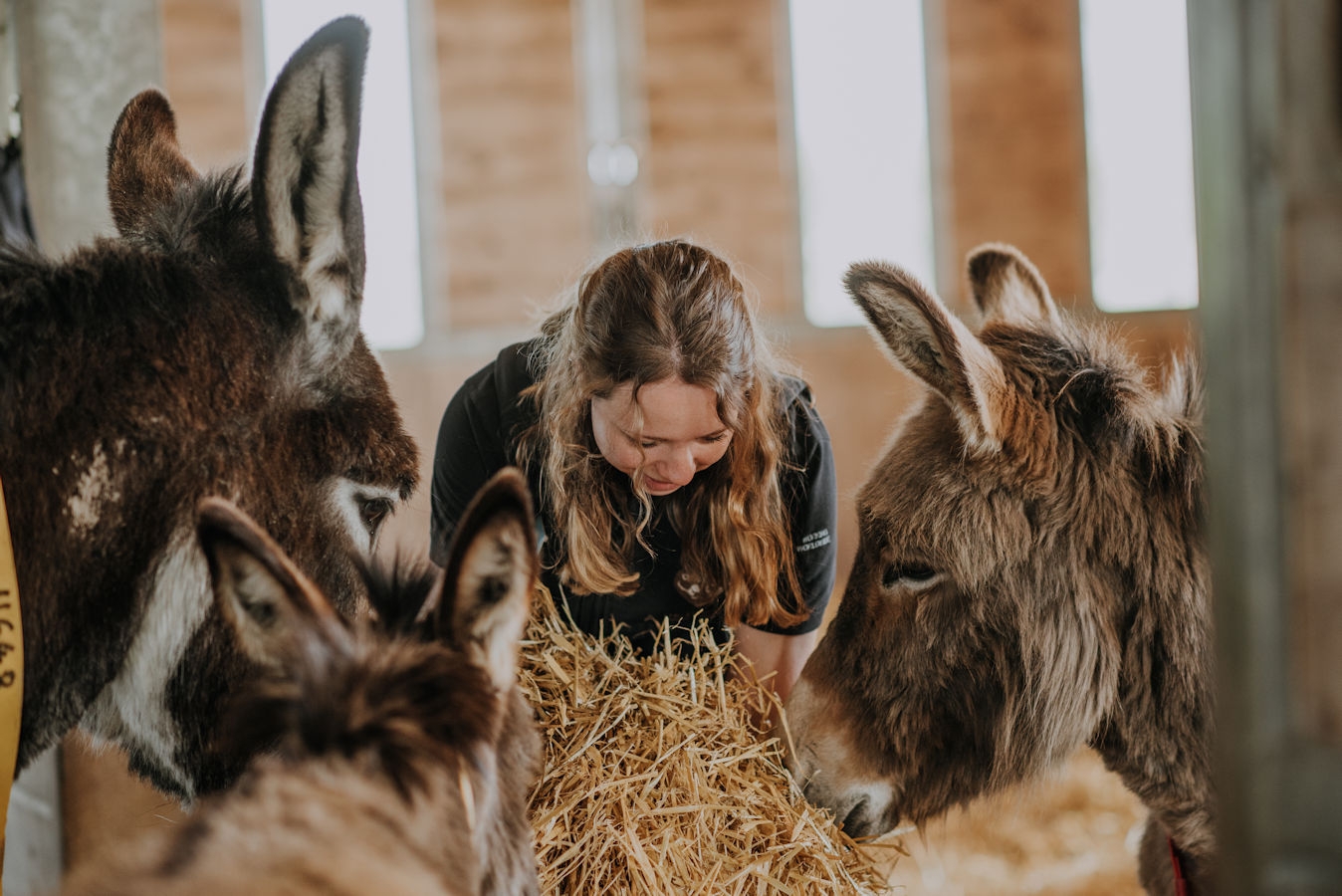 The Donkey Sanctuary | Careers